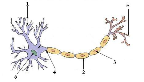 NERVOVÁ TKÁŇ :: Somatologie pro SZŠ